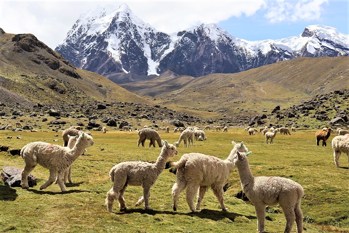 Wildlife in Ausangate Trek: Animals & Scenic Landscapes